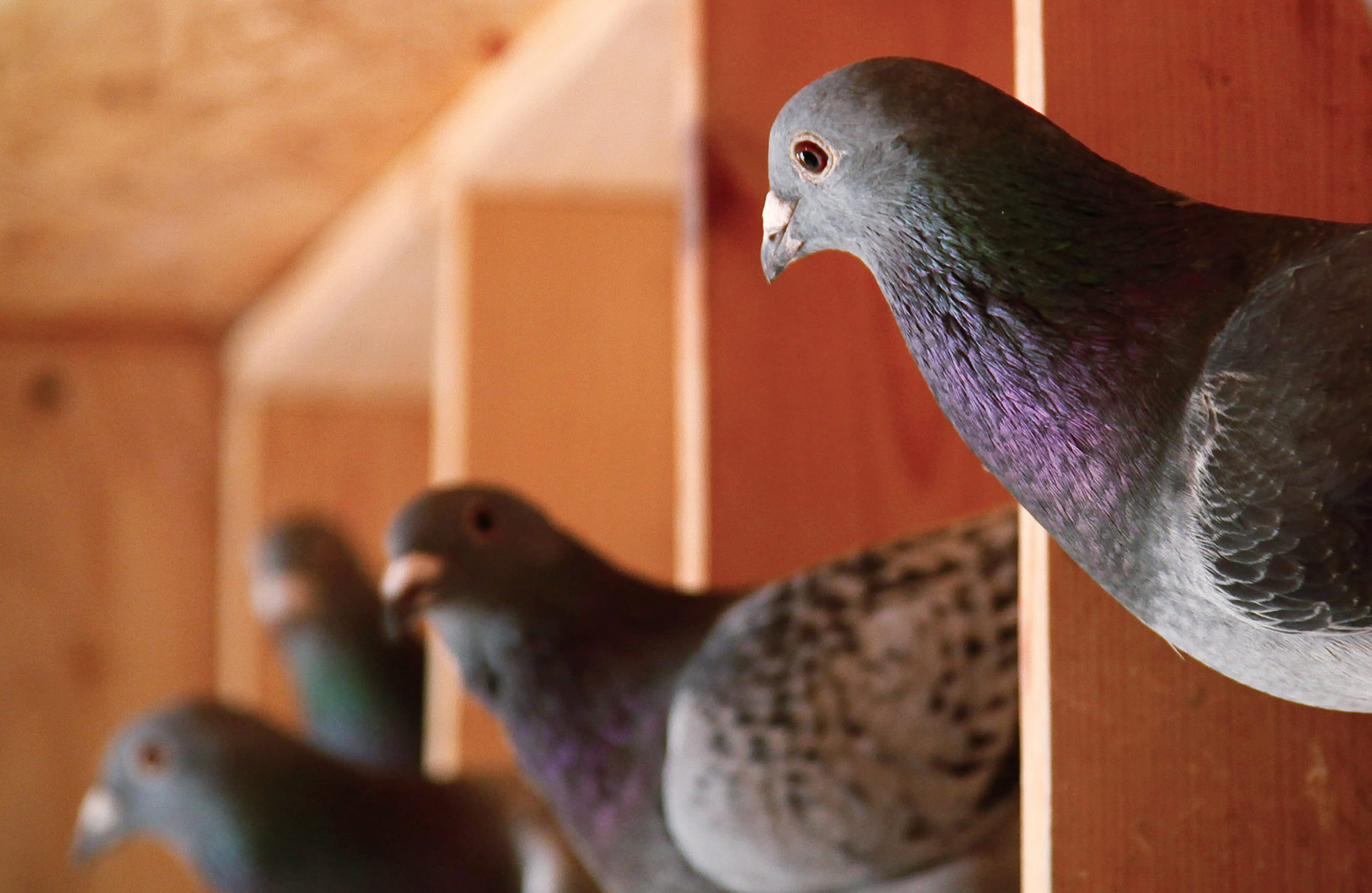 News And Updates - PigeonDB.com