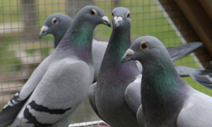Racing Pigeon and Pedigree Software - PigeonDB.com
